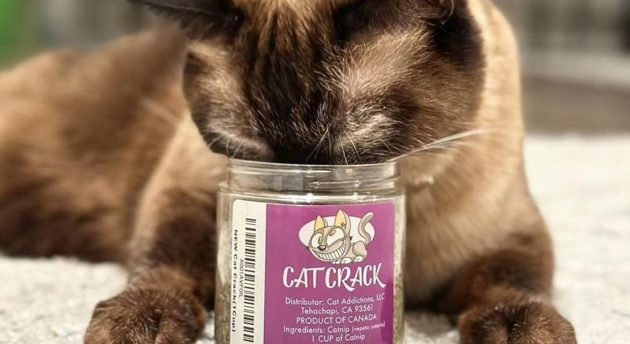 How did a small catnip brand become a viral sensation overnight ...